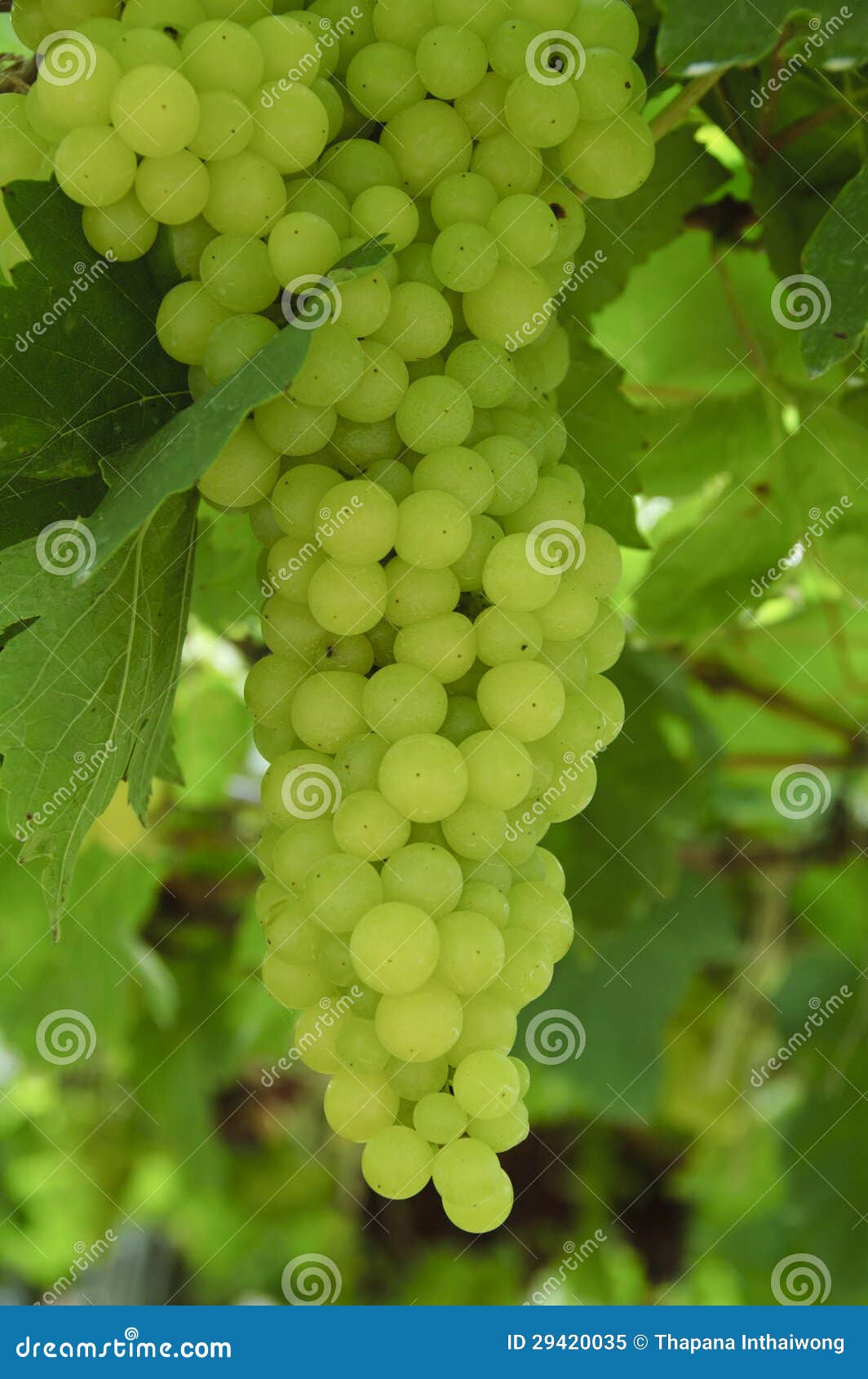 The big green grapes stock image. Image of green, copy - 29420035