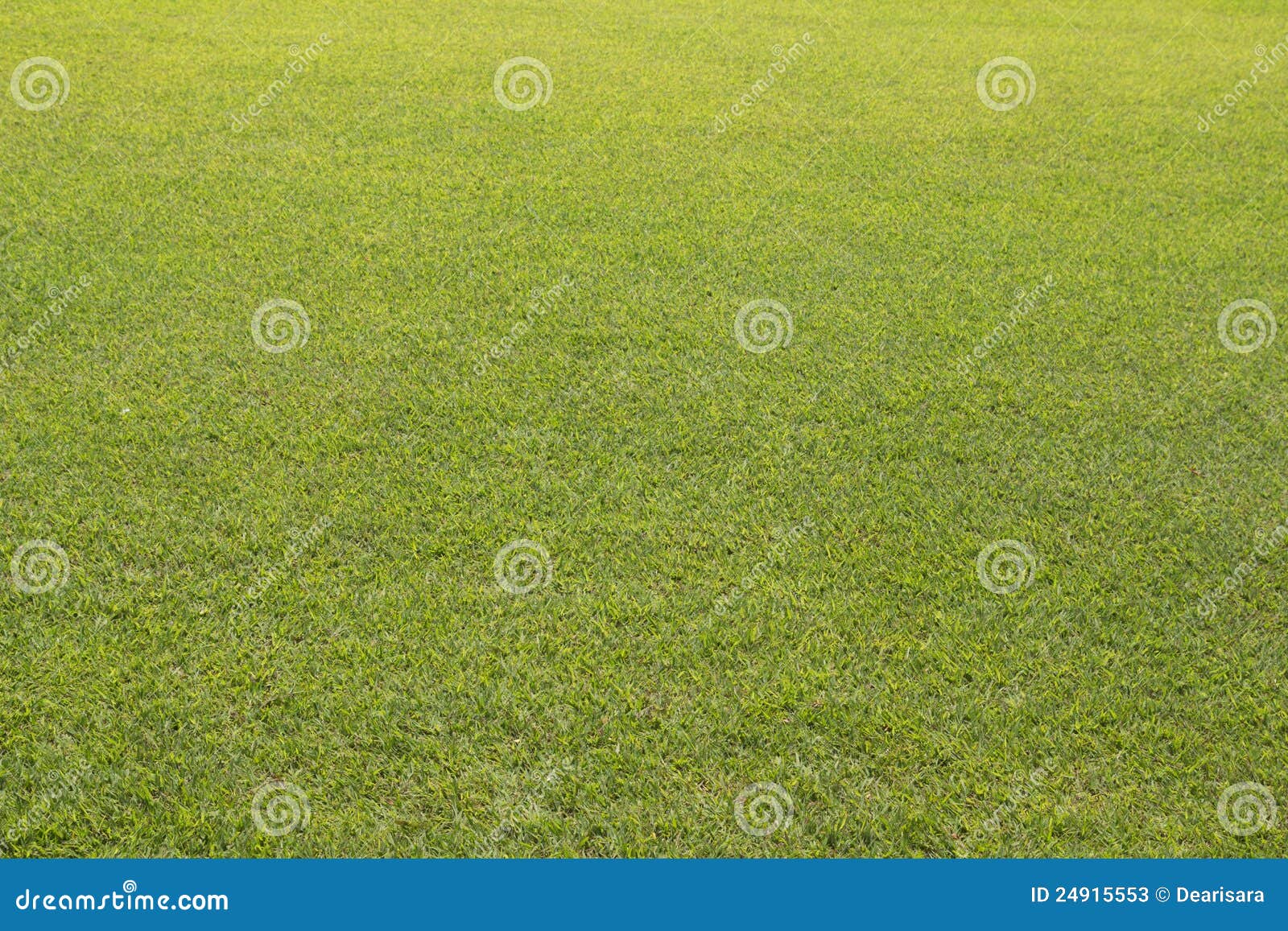 Big Green grass lawn yard stock image. Image of fresh - 24915553