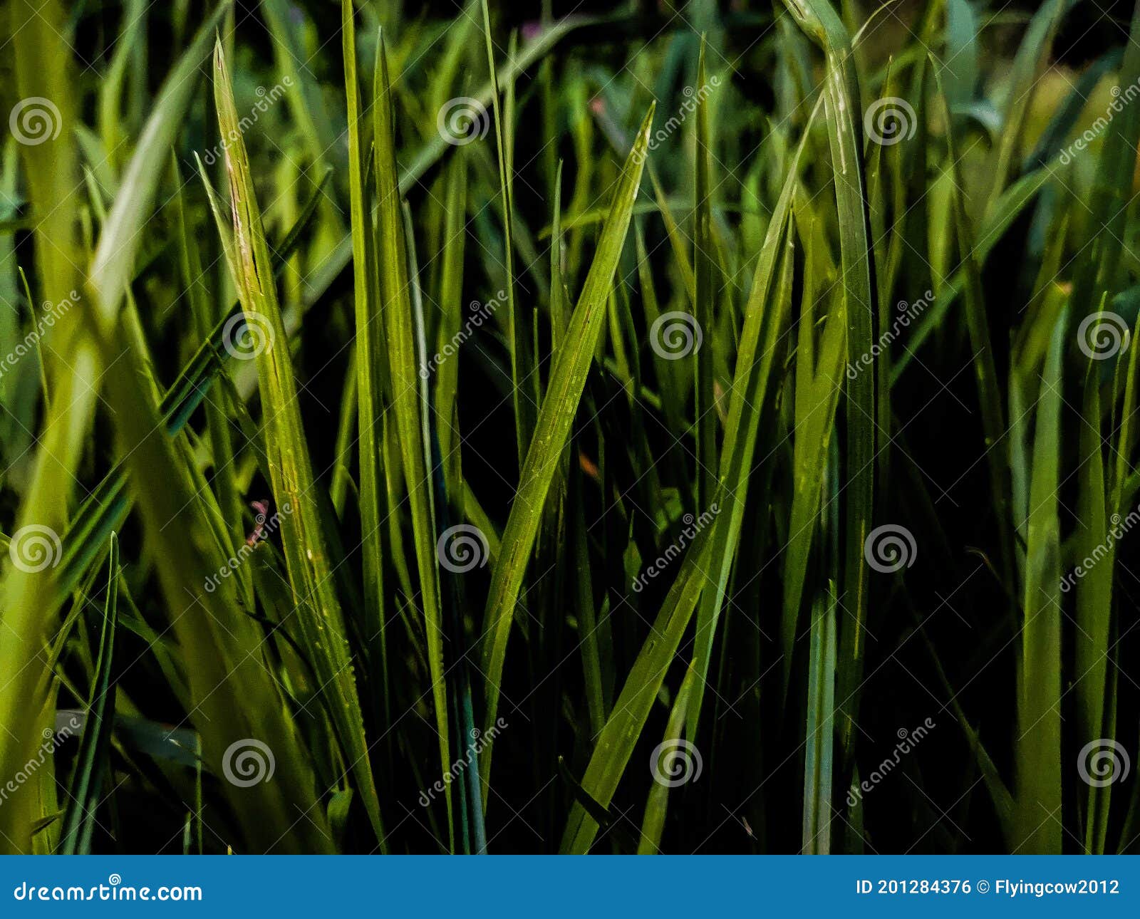 Big green grass at meadow stock photo. Image of grass - 201284376