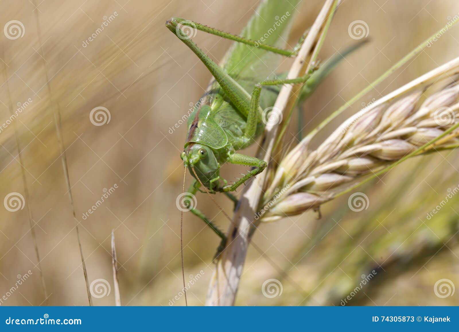 Big Green Grasshopper on the Corn Spike, Macro View Stock Image - Image ...
