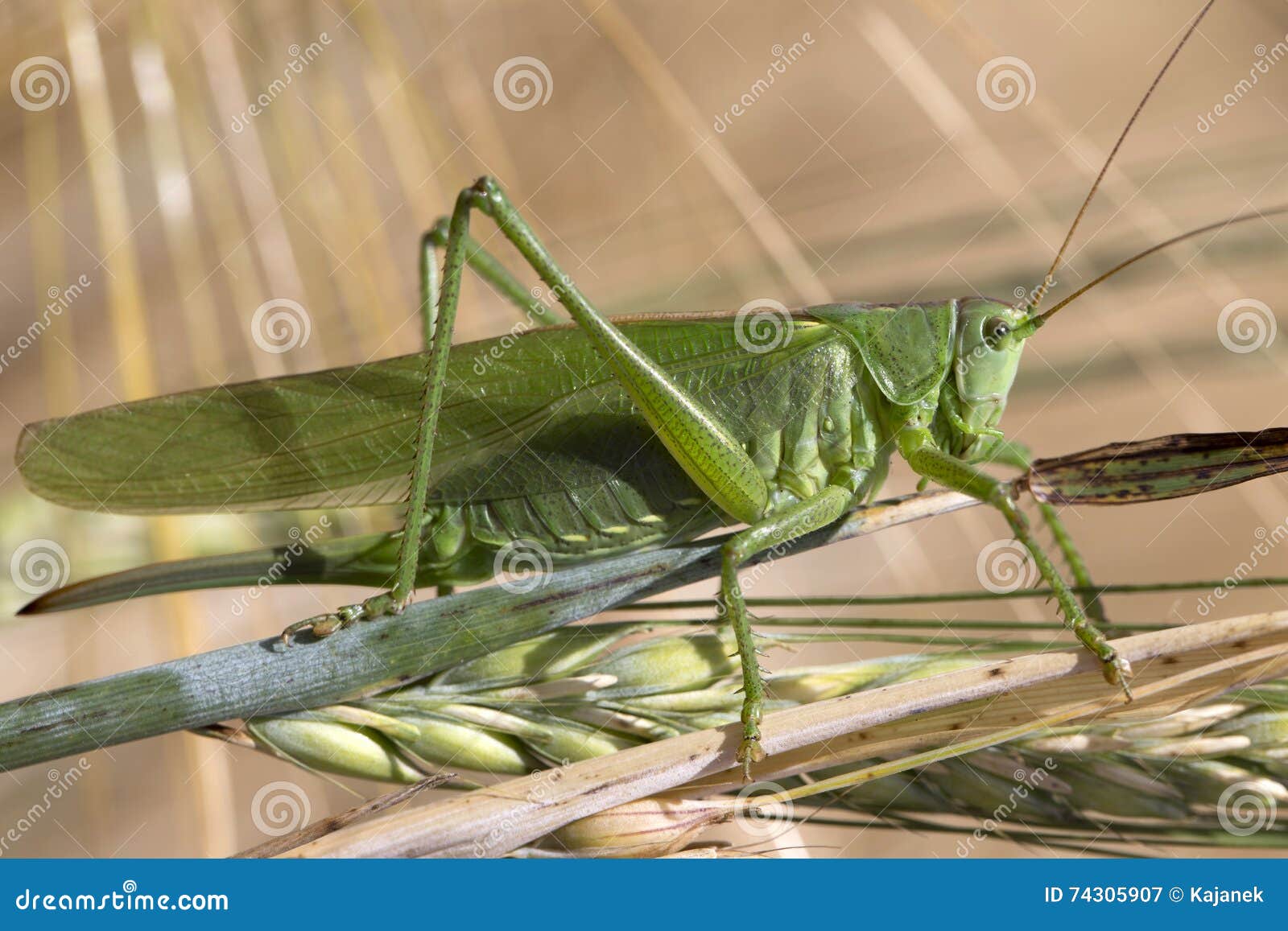 Big Green Grasshopper on the Corn Spike, Macro View Stock Image - Image ...