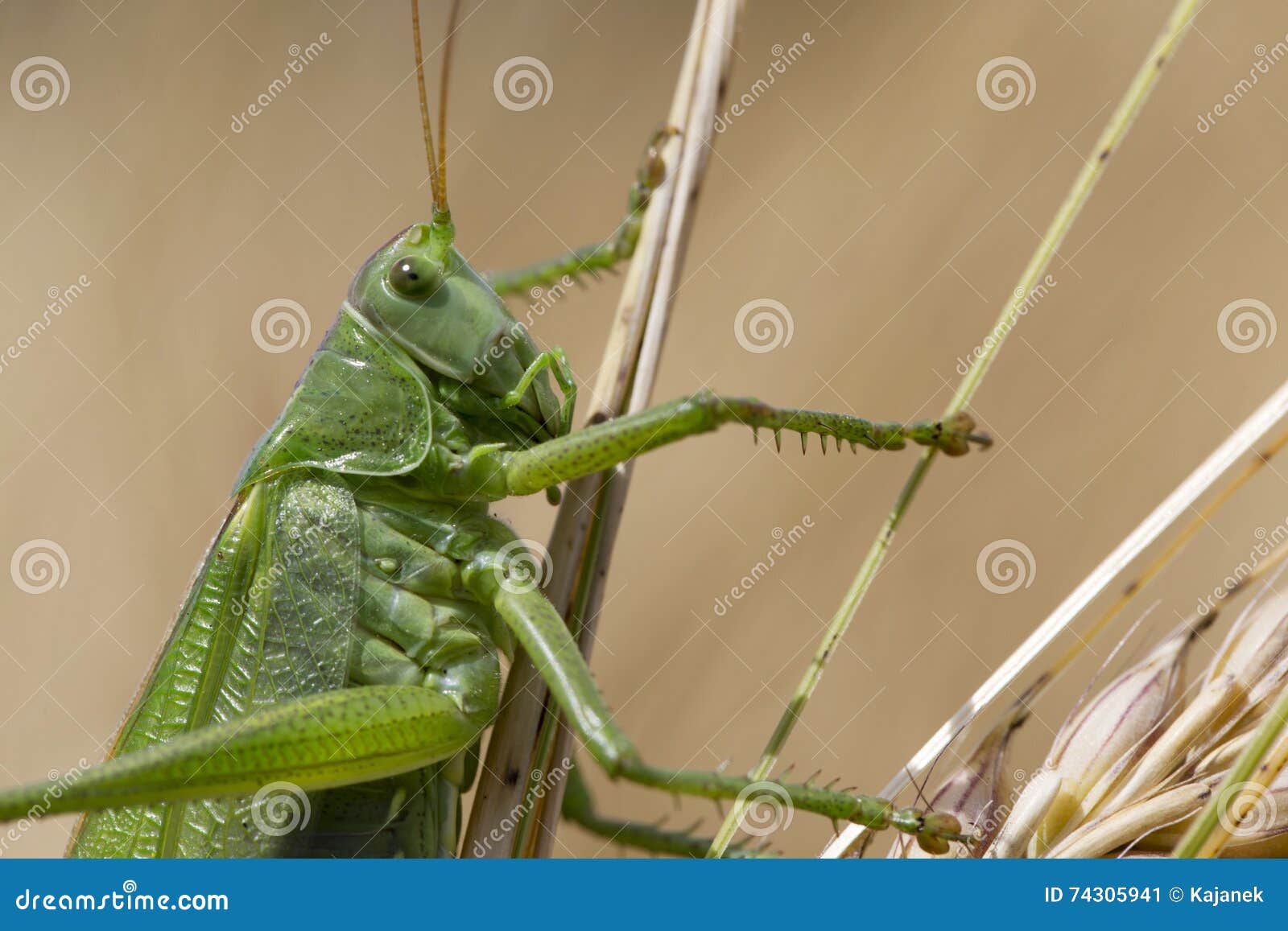 Big Green Grasshopper on the Corn Spike, Macro View Stock Image - Image ...
