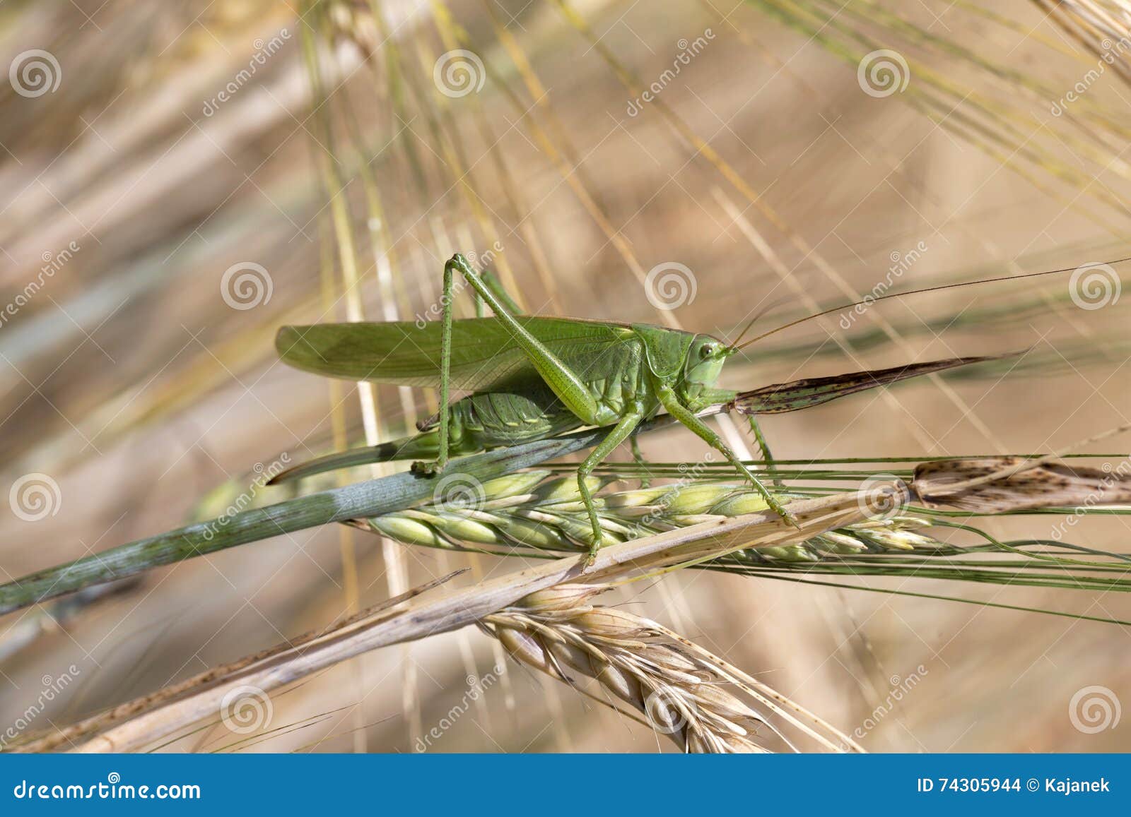 Big Green Grasshopper on the Corn Spike, Macro View Stock Photo - Image ...