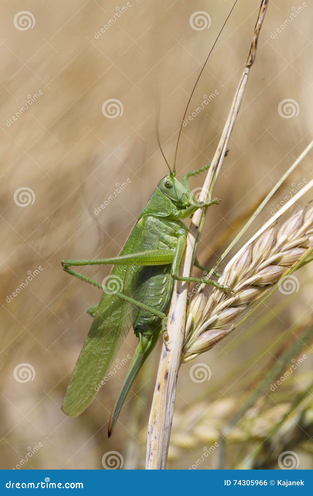 Big Green Grasshopper on the Corn Spike, Macro View Stock Photo - Image ...