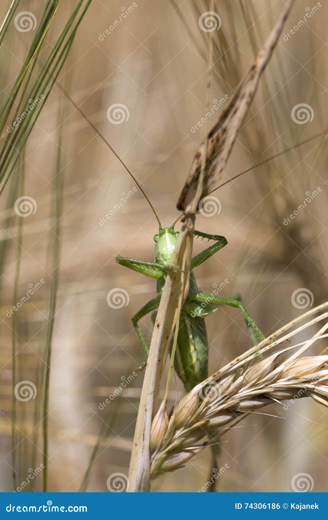 Big Green Grasshopper on the Corn Spike, Macro View Stock Photo - Image ...
