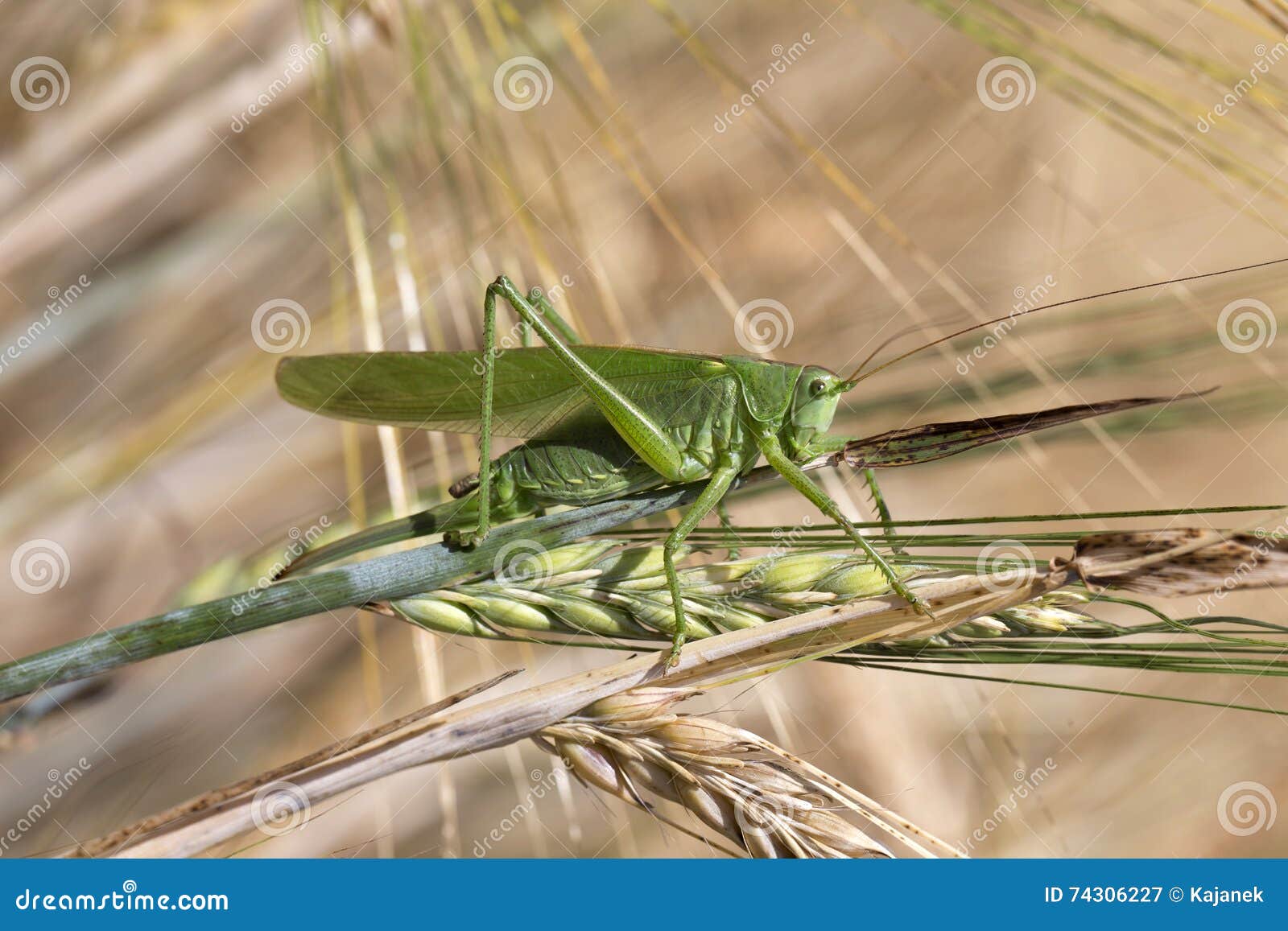Big Green Grasshopper on the Corn Spike, Macro View Stock Image - Image ...