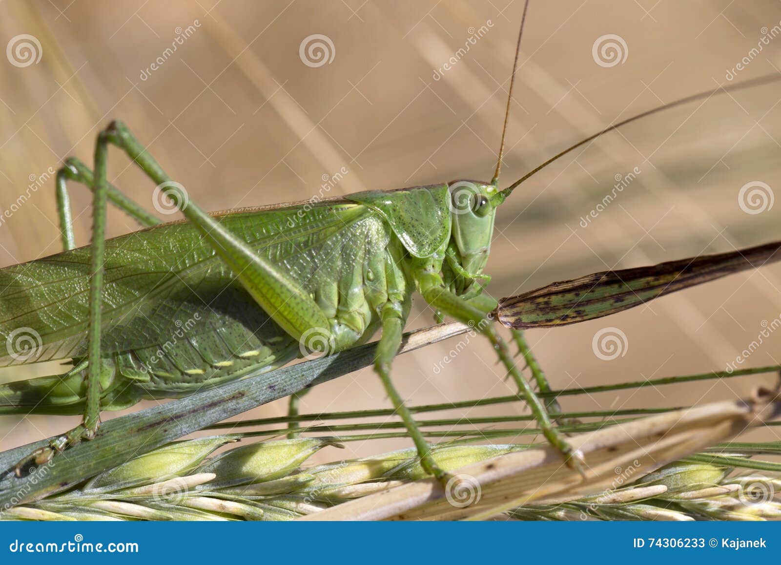 Big Green Grasshopper on the Corn Spike, Macro View Stock Image - Image ...