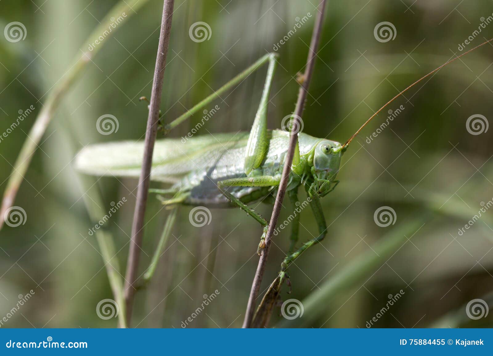 Big Green Grasshopper in the Green Nature, Macro View Stock Image ...