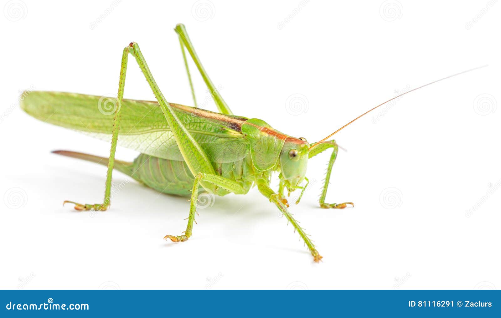 Great Green Grasshopper