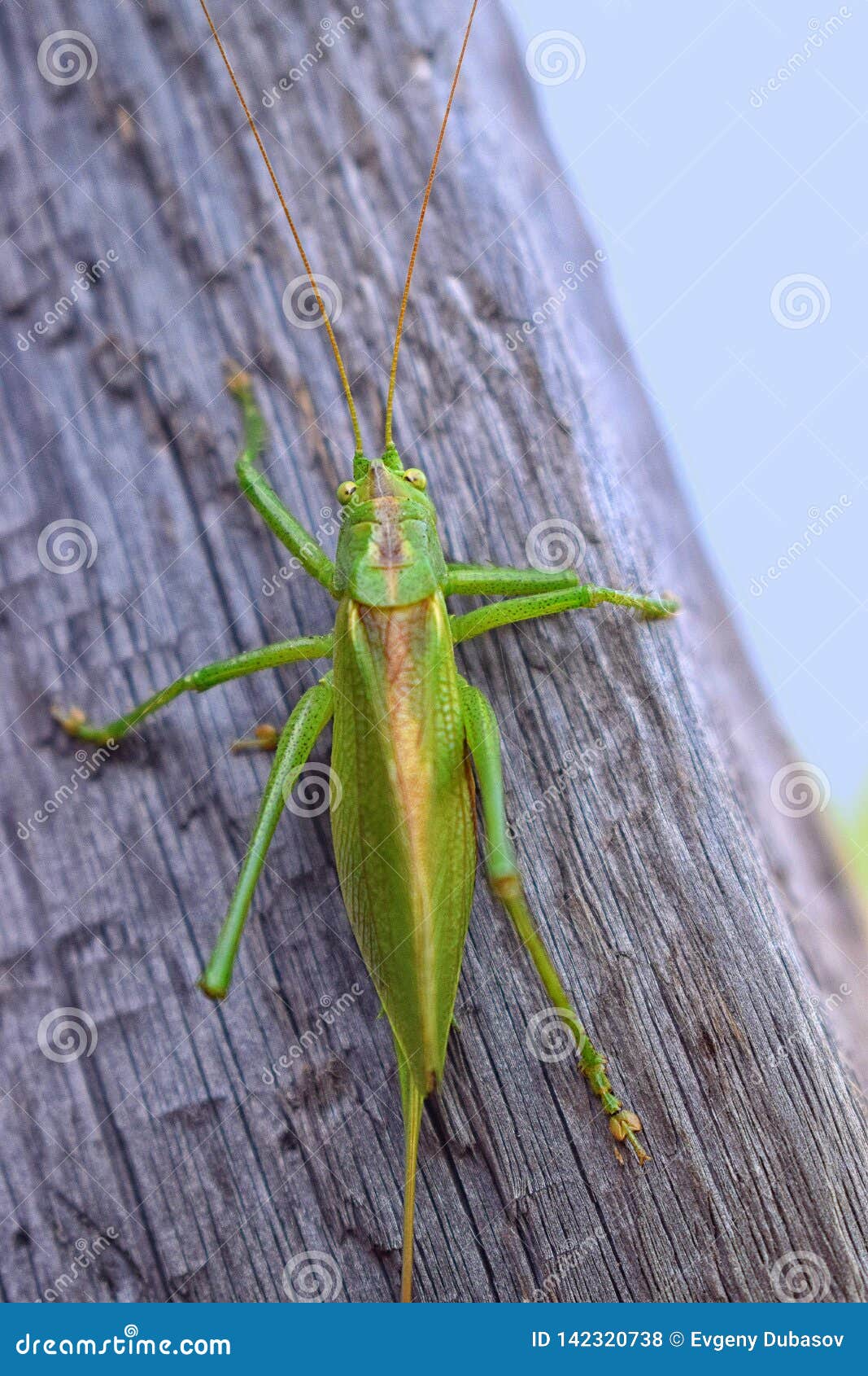 Big Green Grasshopper on Log Closeup Insect Stock Photo - Image of ...