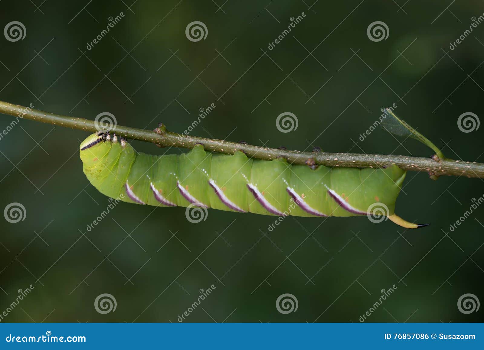 Big Green Hawk Moth - Sphinx Ligustri Stock Photo - Image of common ...