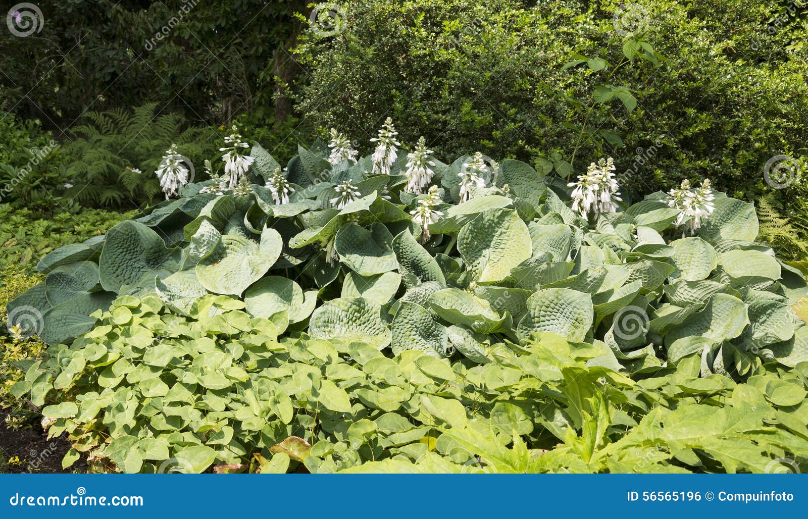 Big green hosta plants stock photo. Image of nature, green - 56565196