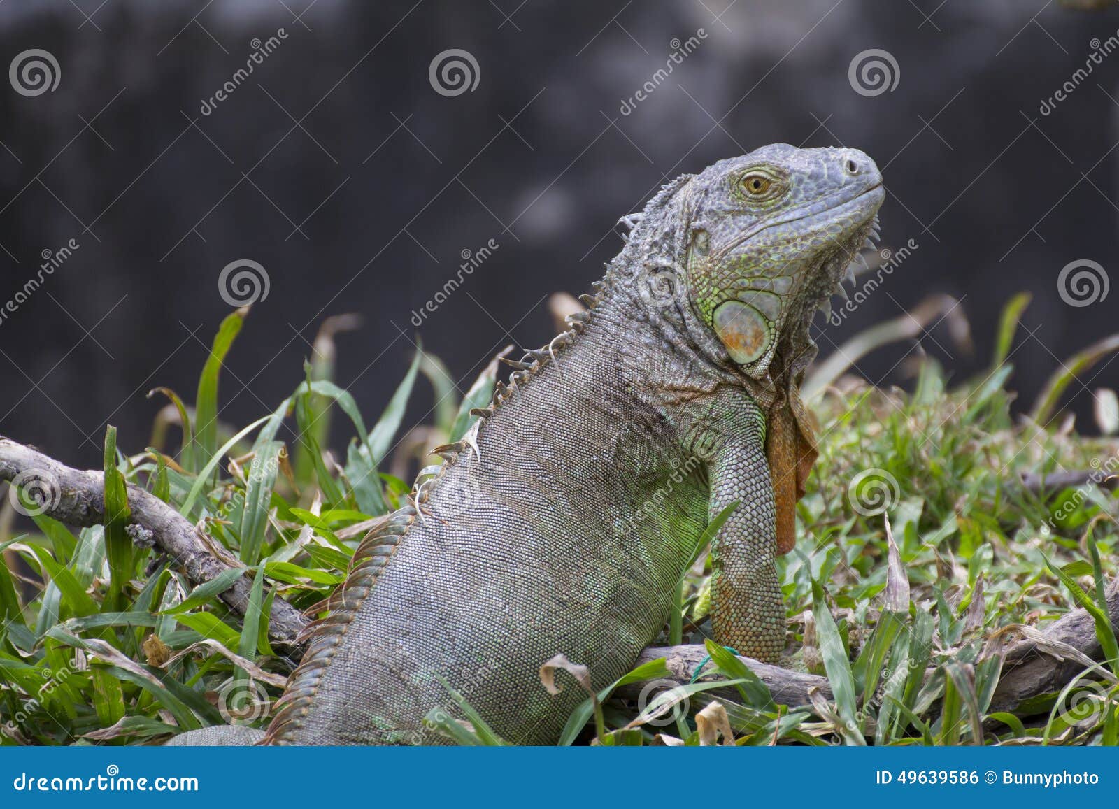 Big green iguana stock photo. Image of green, iguana - 49639586