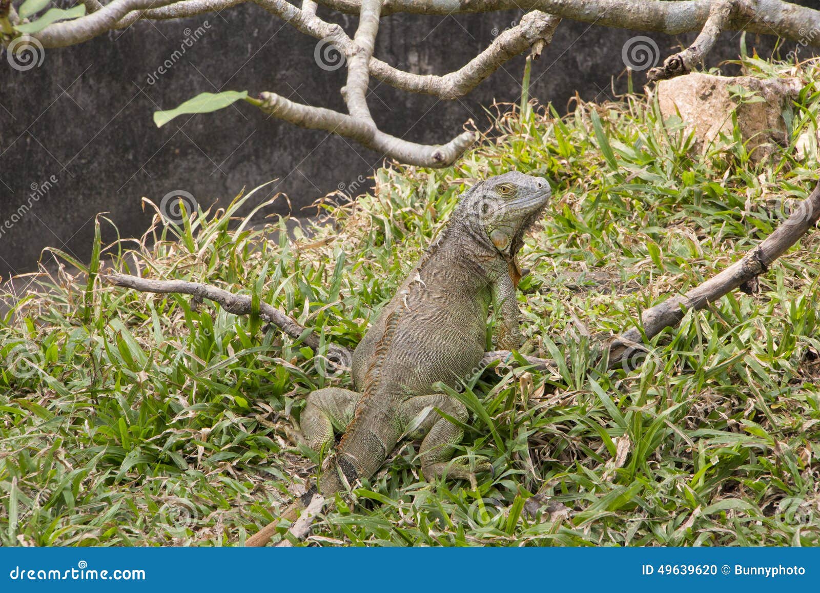 Big green iguana stock photo. Image of iguania, green - 49639620