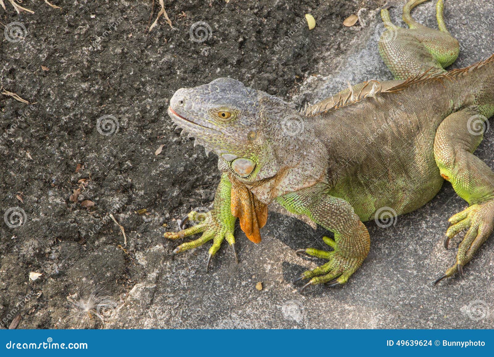 Big green iguana stock photo. Image of iguania, iguana - 49639624
