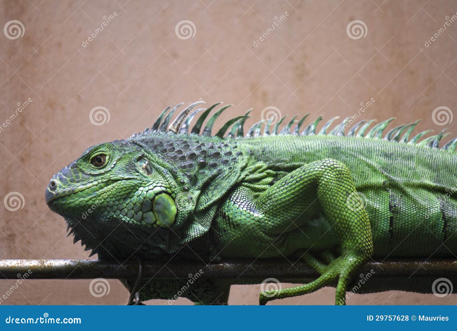 Green iguana stock photo. Image of world, delicatissima - 29757628