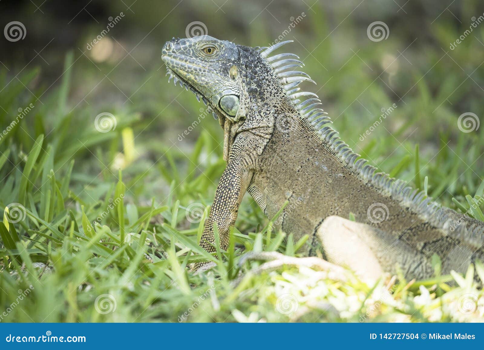 Big Green Iguana Resting in Green Tropical Tree Stock Photo - Image of ...