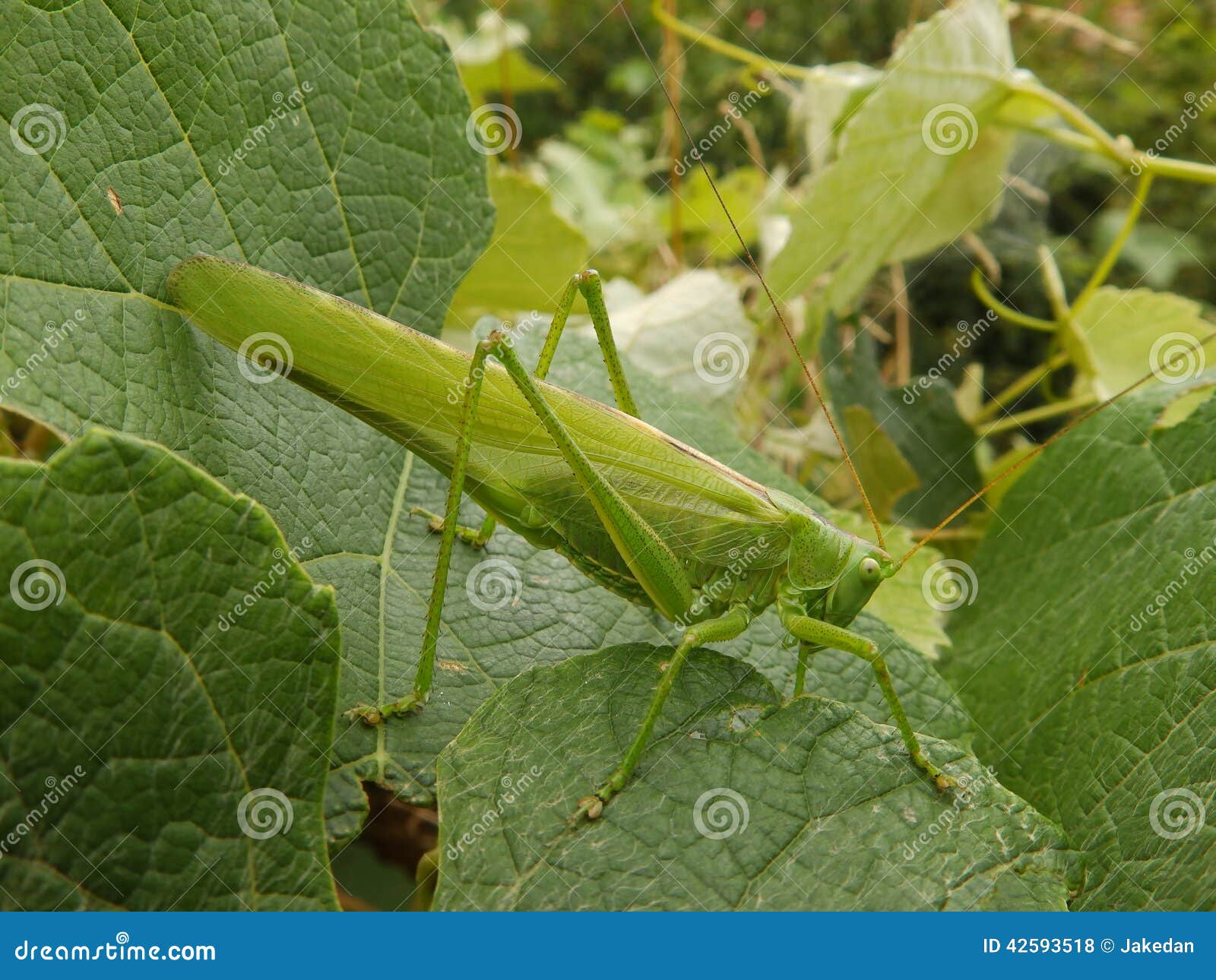 Big green insect stock photo. Image of insect, green - 42593518