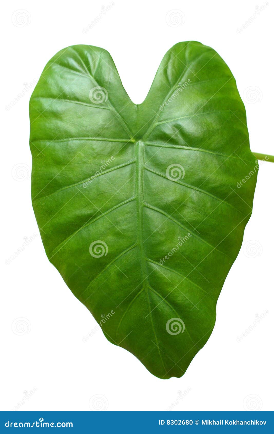 Big green leaf stock photo. Image of garden, botany, growth - 8302680