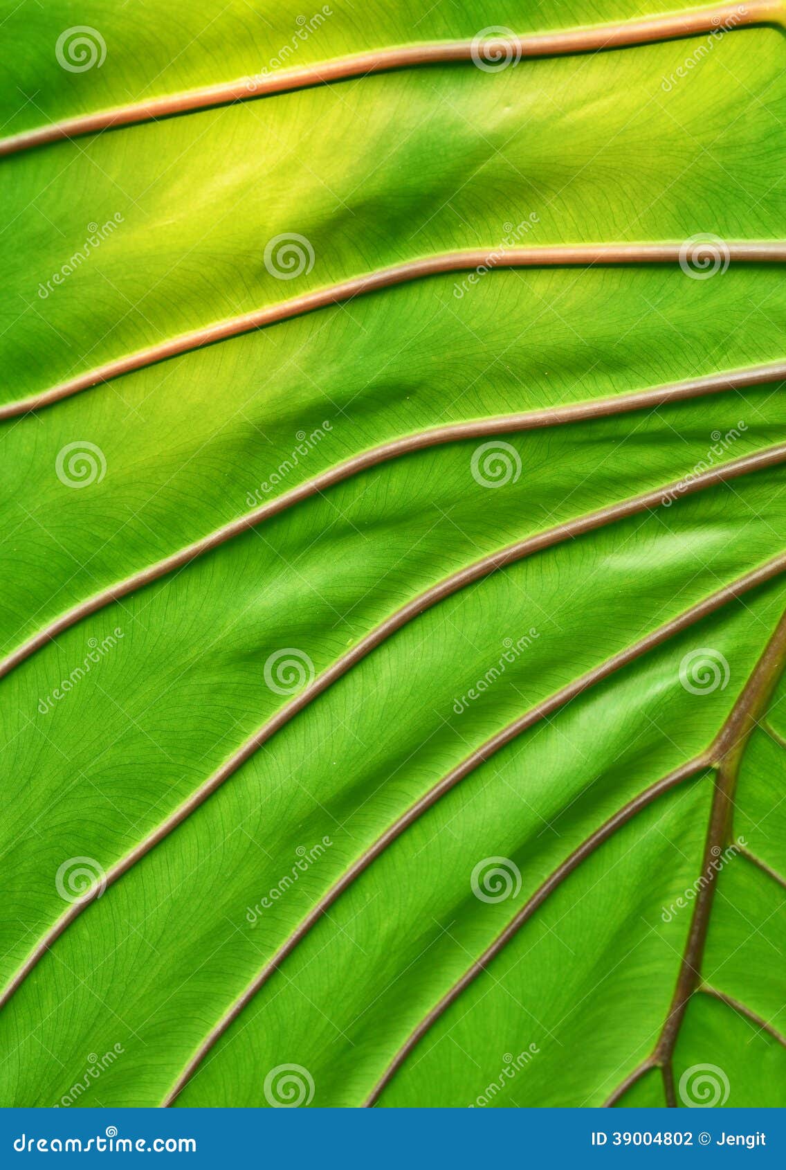 Big green leaf stock photo. Image of floral, color, beautiful - 39004802