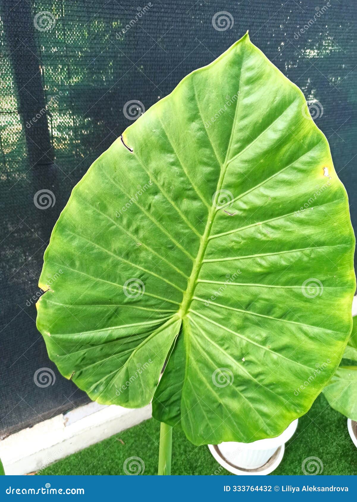 Big Green Leaf with Beautiful Structure in the Summer Garden Stock ...