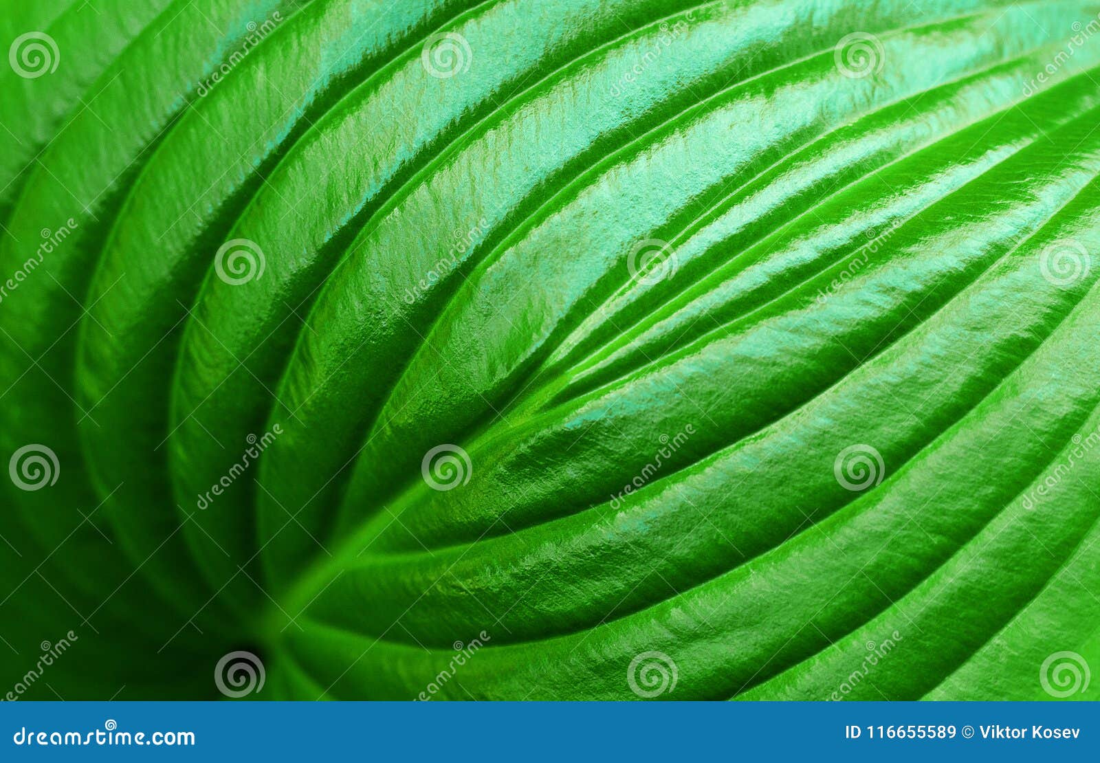 Big green leaf stock image. Image of close, plant, fresh - 116655589