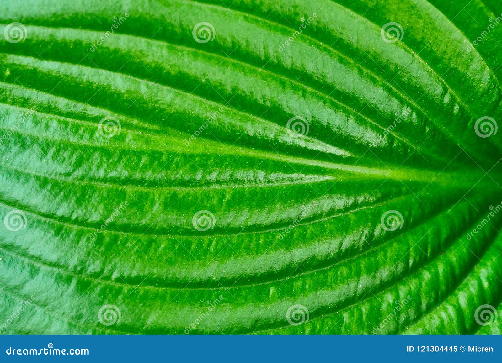 Big green leaf stock image. Image of growth, botanical - 121304445