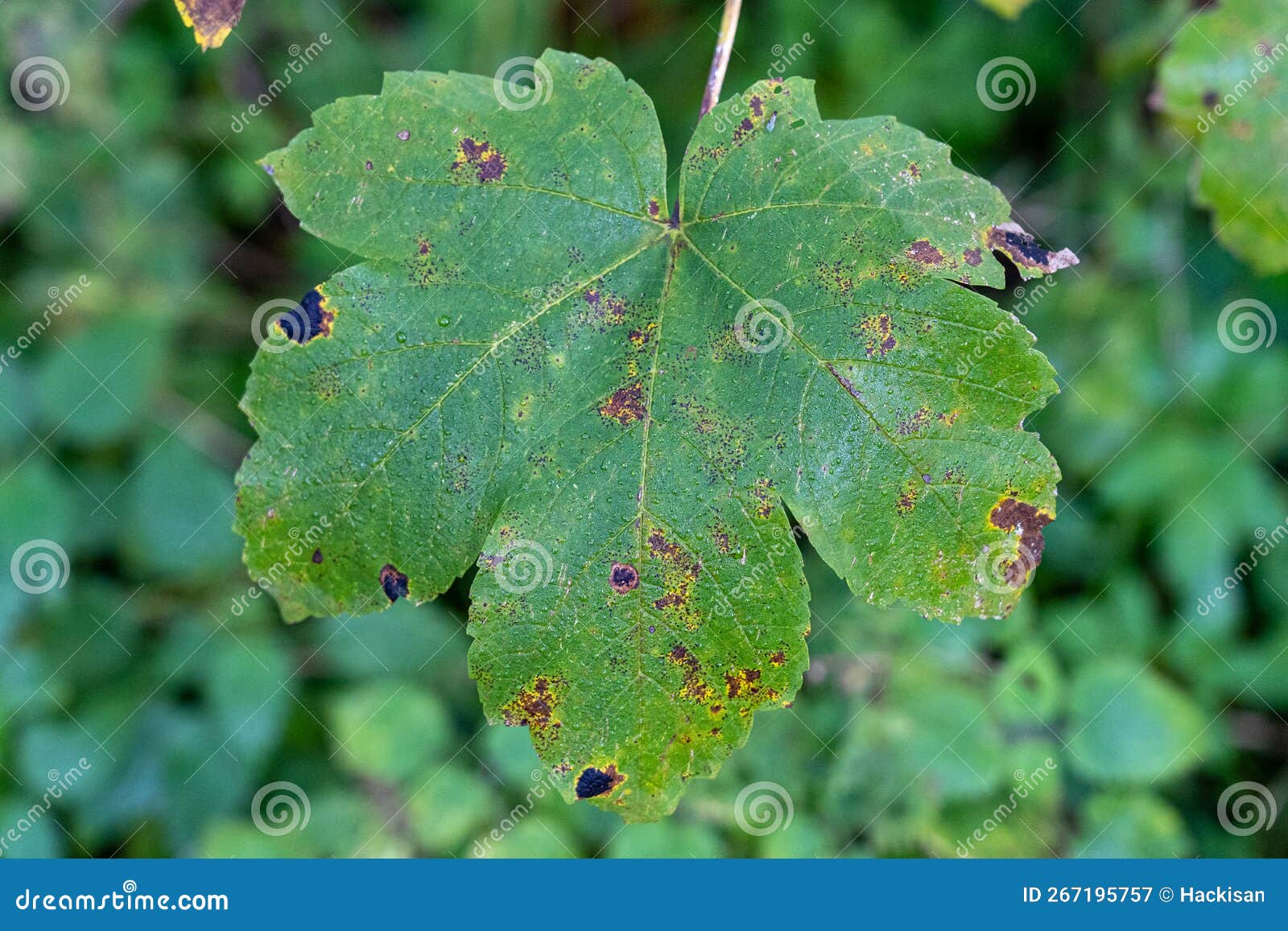 Big Green Leaf with Brown Spots, Some Kind of Disease Stock Image ...