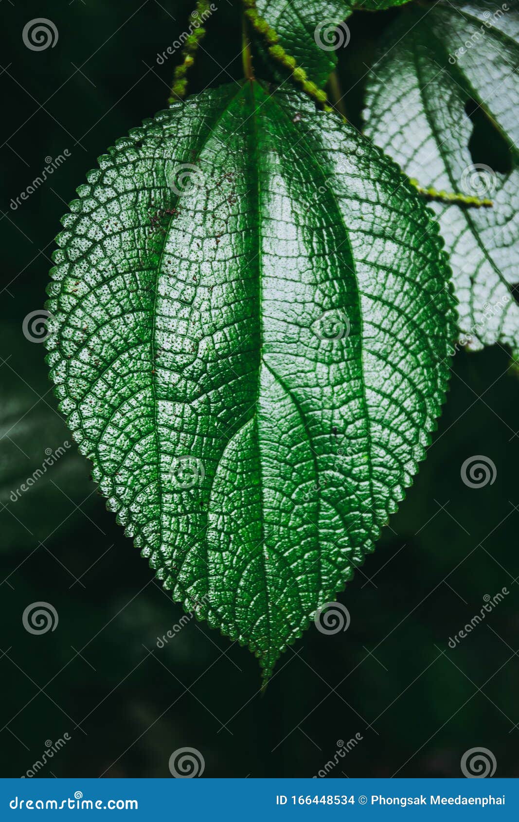 Big Green Leaf at the Forest. Stock Photo - Image of background, dark ...