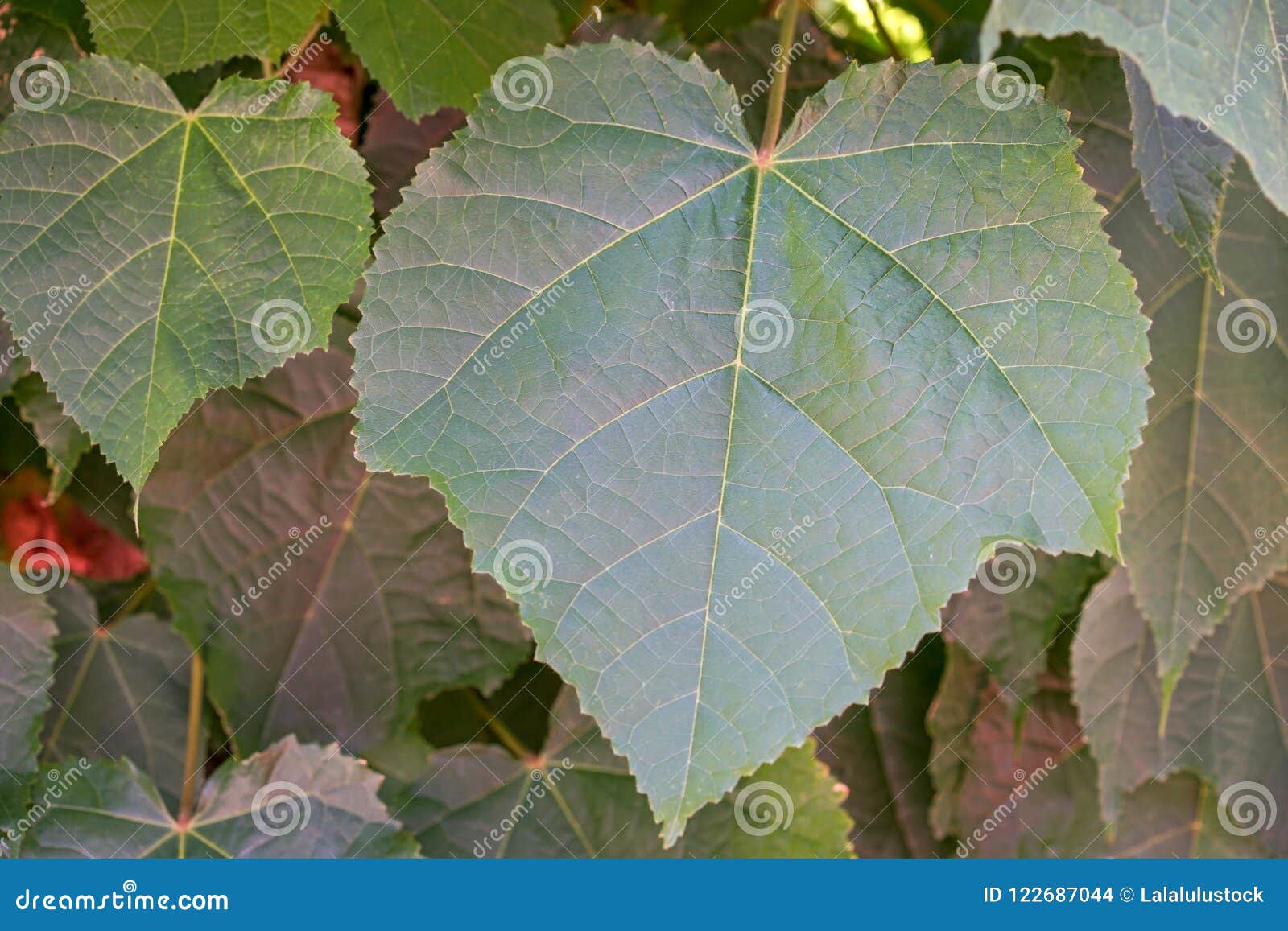 Big green leaf stock photo. Image of summer, design - 122687044