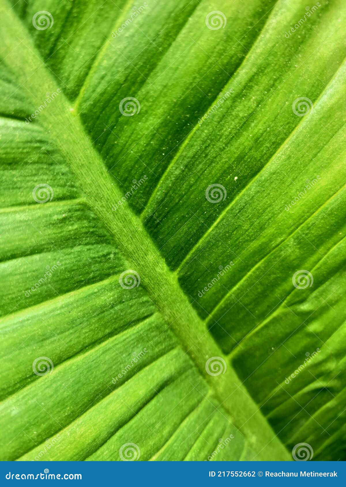 Big Green Leaf with Light and Shadow Stock Photo - Image of plant ...