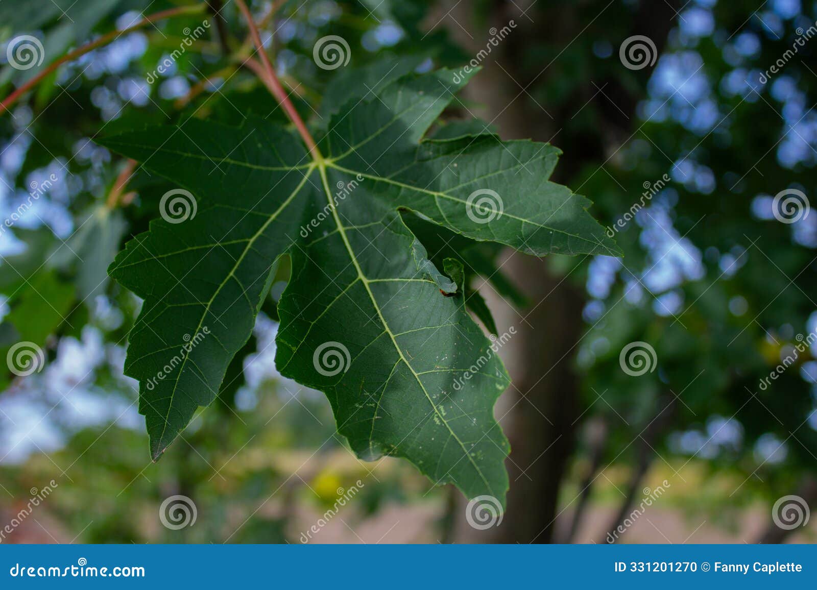 Big and Green Leaf of Maple at Home Stock Photo - Image of woodland ...