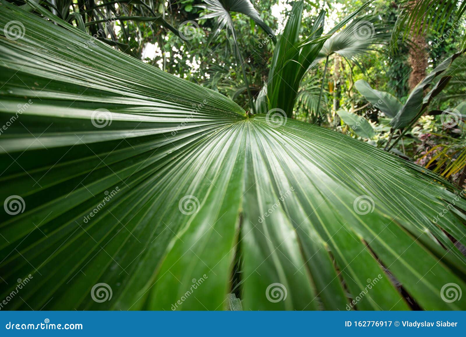 Big Green Leaf of Palm Tree Stock Image - Image of palm, foliage: 162776917