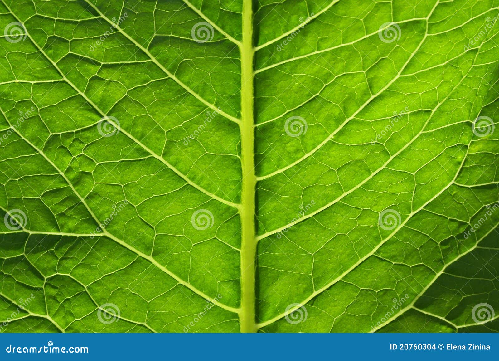 Pictures Of Big Green Leaves at David Delarosa blog