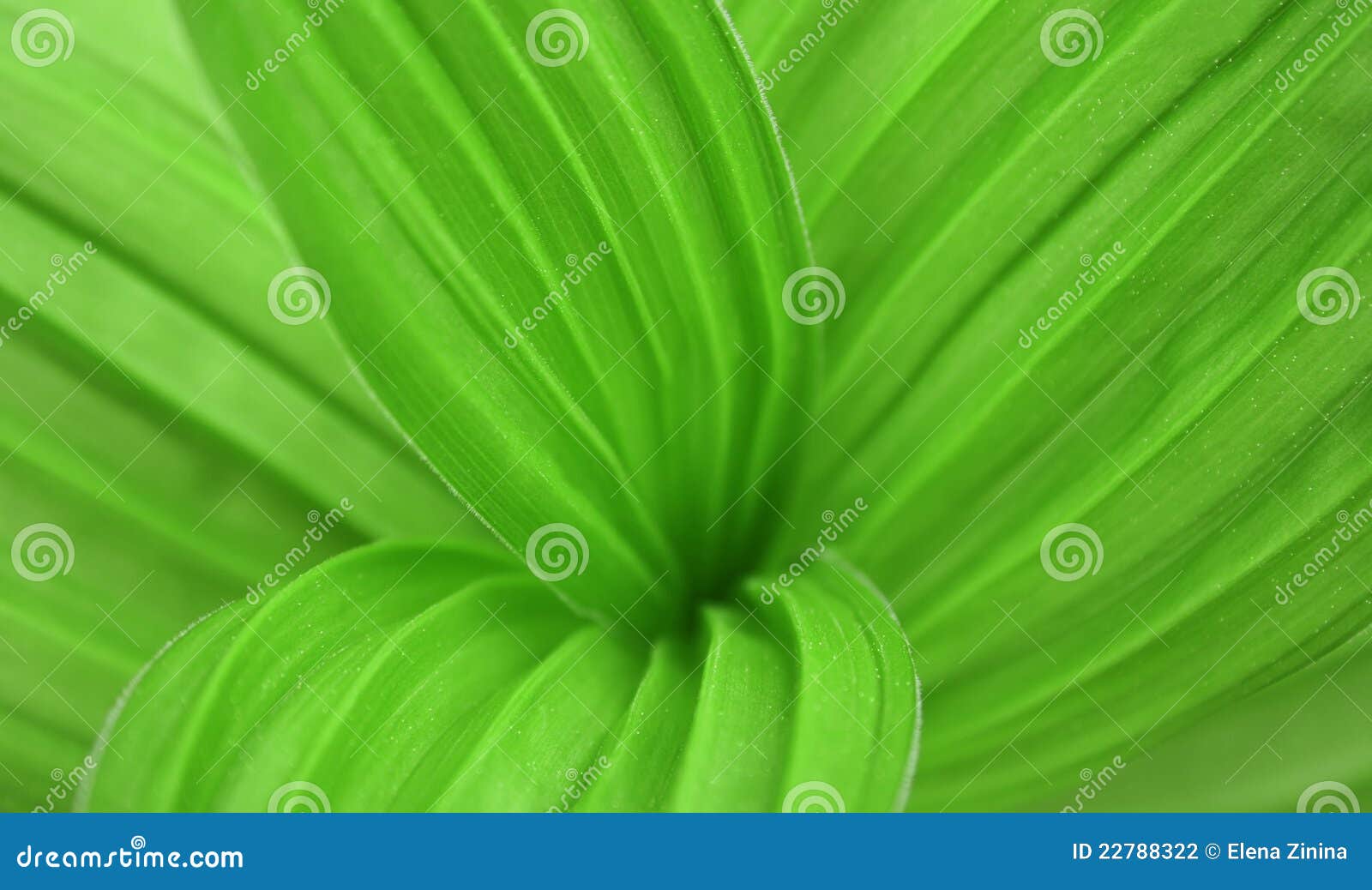 Big green leaf of a plant stock photo. Image of greenish - 22788322