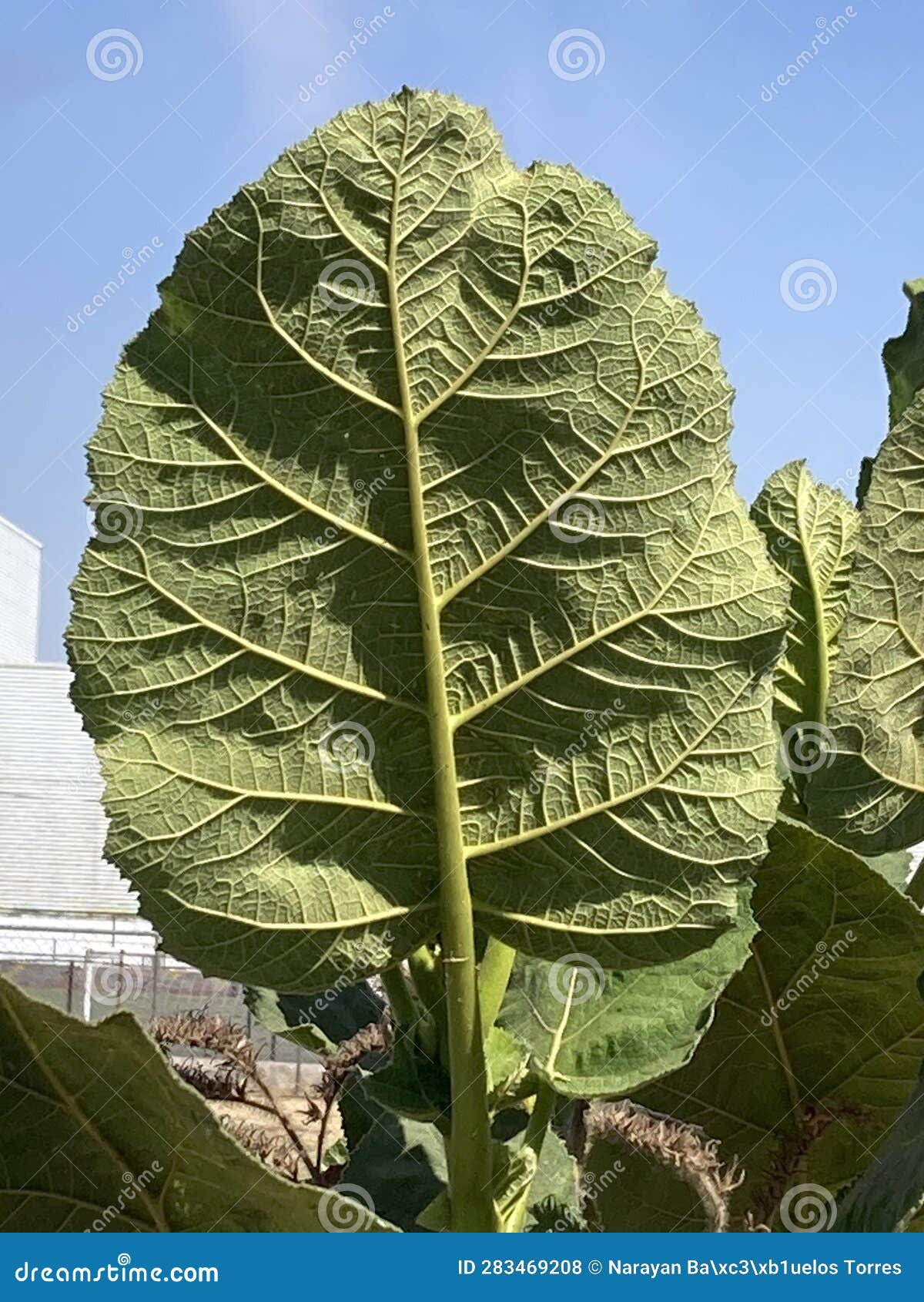 Big Green Leaf with Veins and Texture, Big Leaf Concept Stock Photo ...