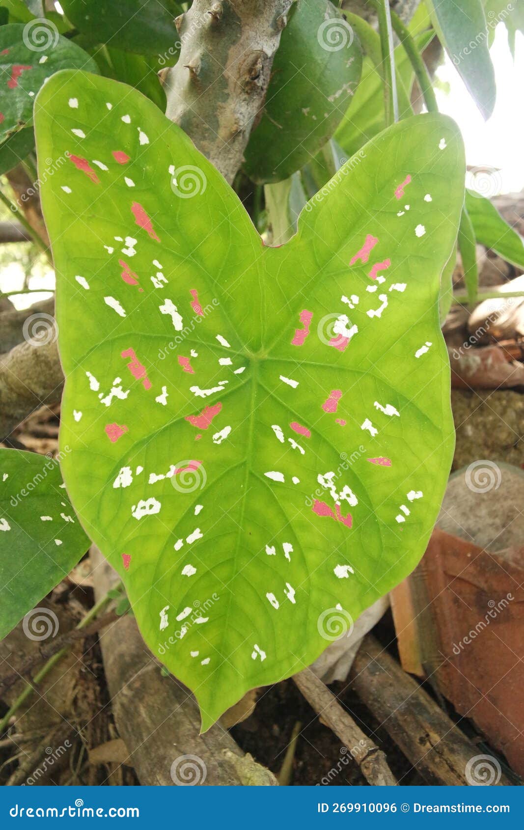 Big Green Leafes in Mybackyard Stock Photo - Image of outdoor, leafes ...