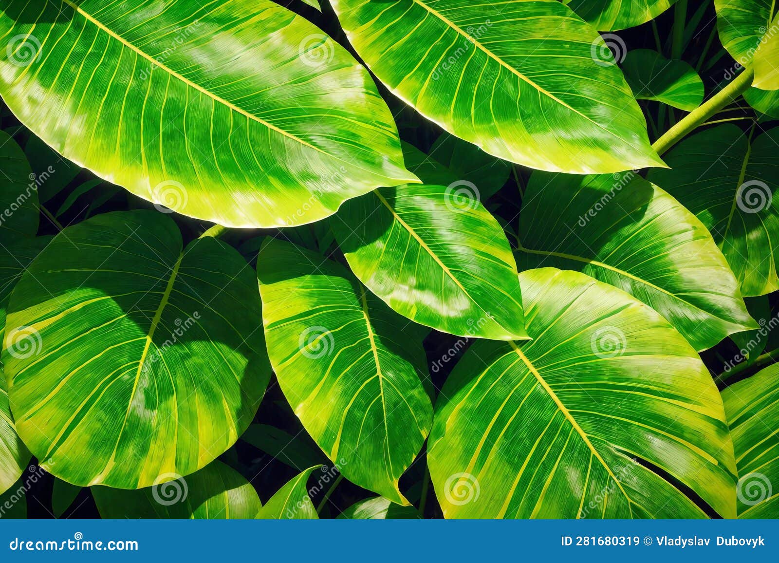 Big Green Leaves Background. Natural Green Leaf Texture. Tropical ...