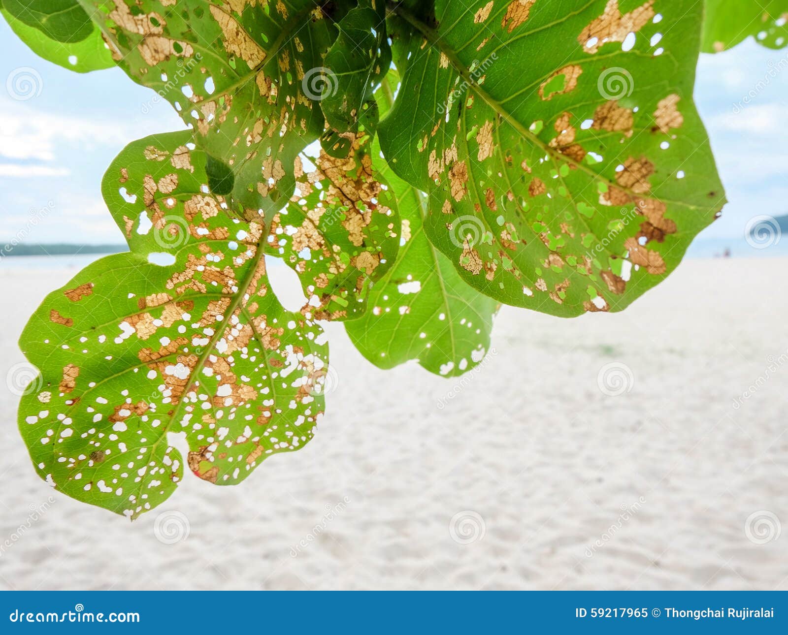 Big Green Leaves at the Beach Stock Image - Image of tropical, green ...