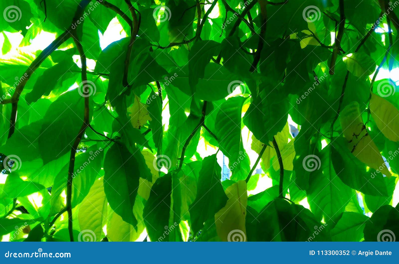 Big green leaves stock photo. Image of beautiful, leaves - 113300352