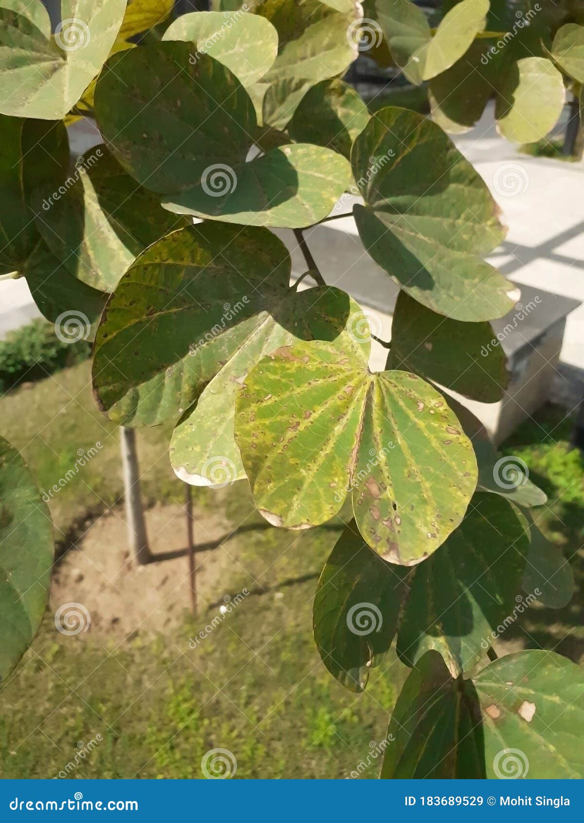 Big Green Leaves of a Tree in Park Stock Image - Image of plant ...