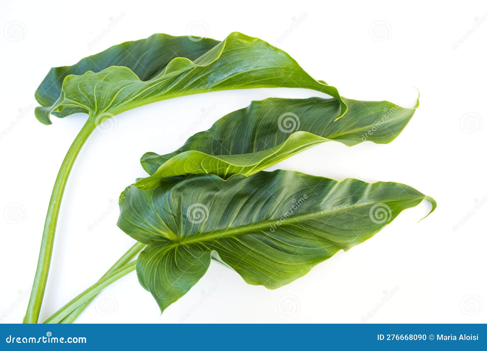 Big Green Leaves on a White Stock Photo - Image of food, flower: 276668090