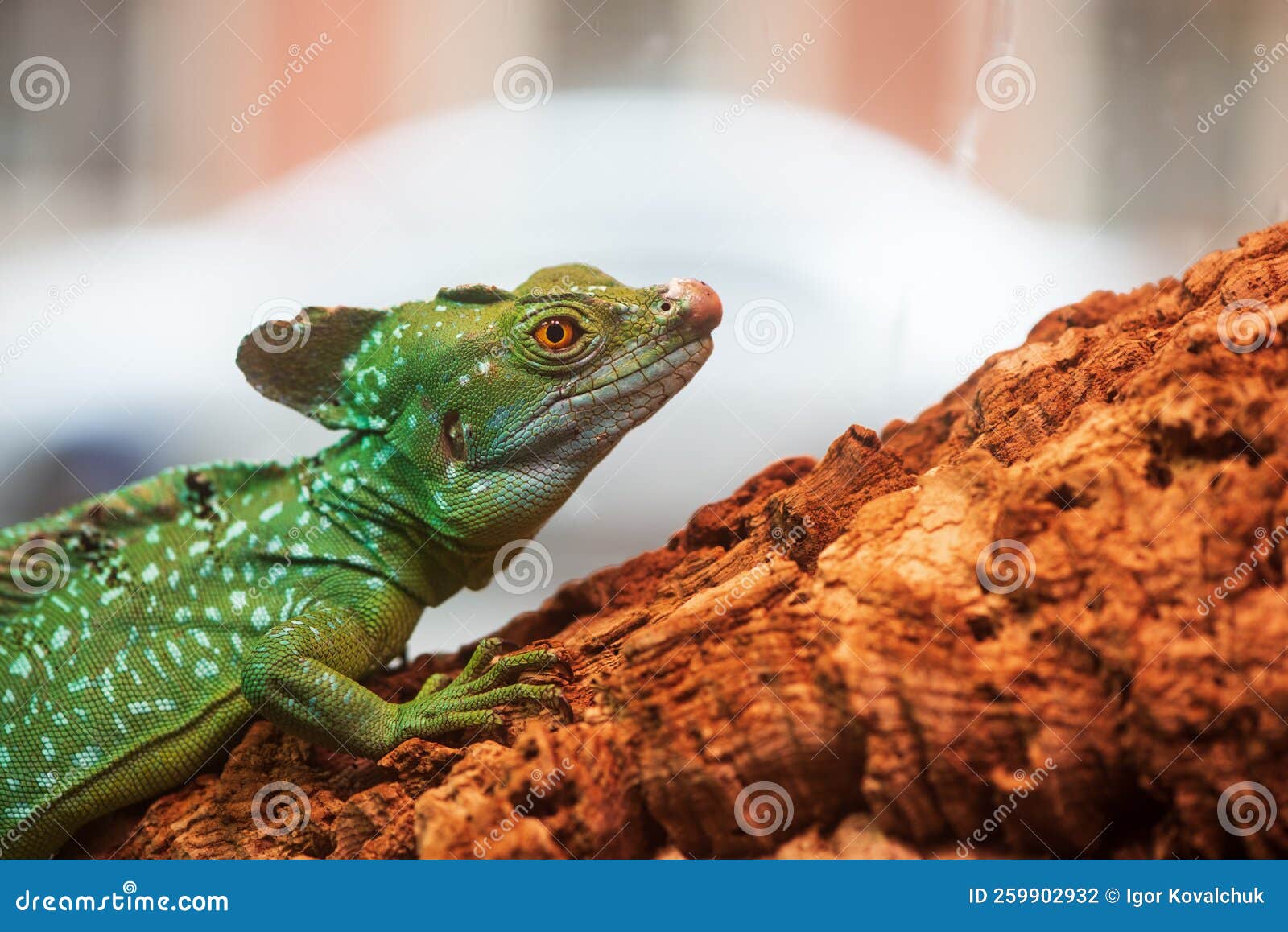 Big green lizard stock photo. Image of reptile, rock - 259902932