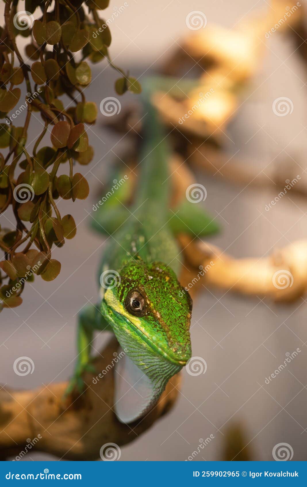 Big green lizard stock image. Image of macro, amphibian - 259902965