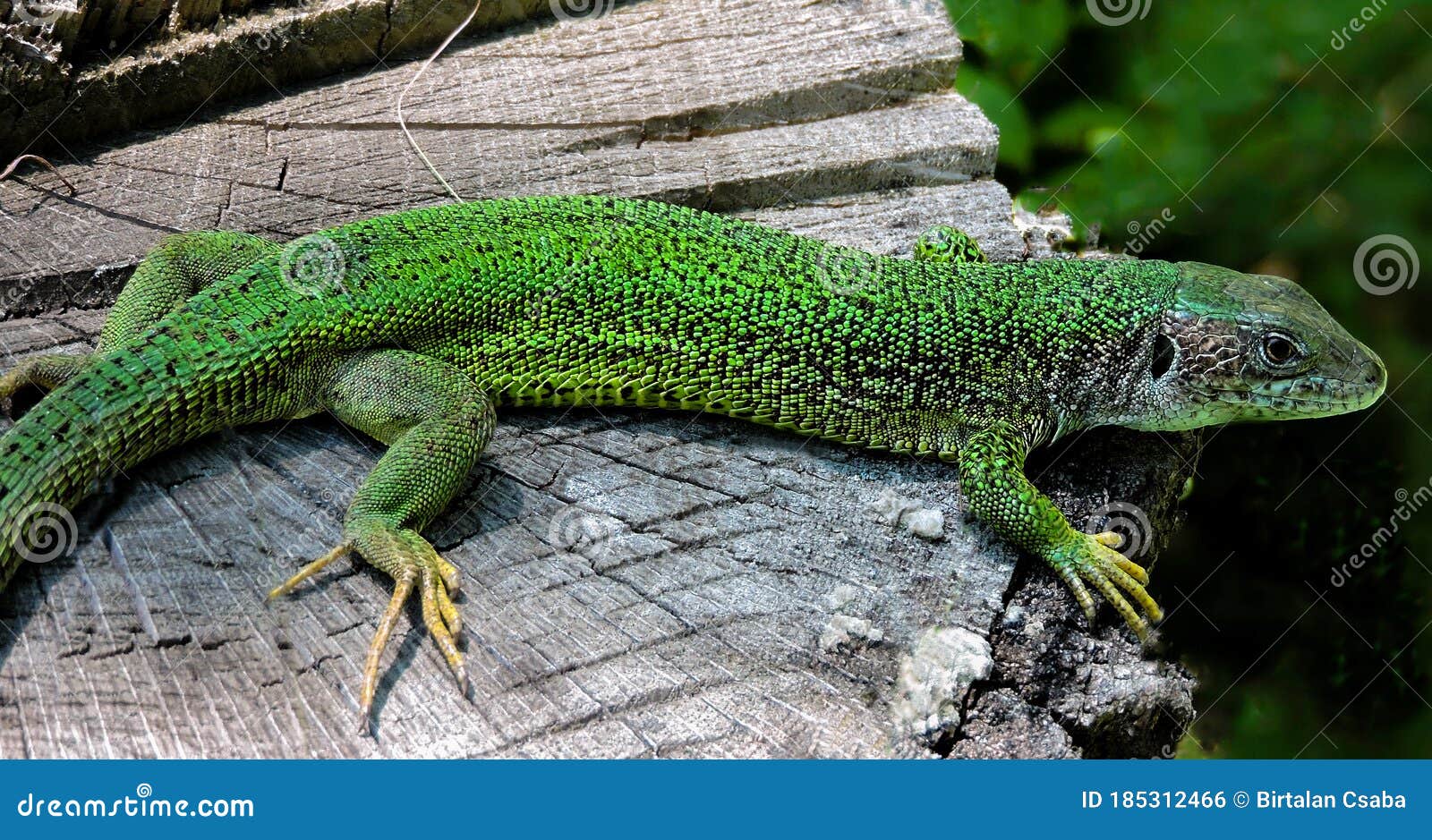 Big Green Lizard stock photo. Image of sedan, palace - 185312466