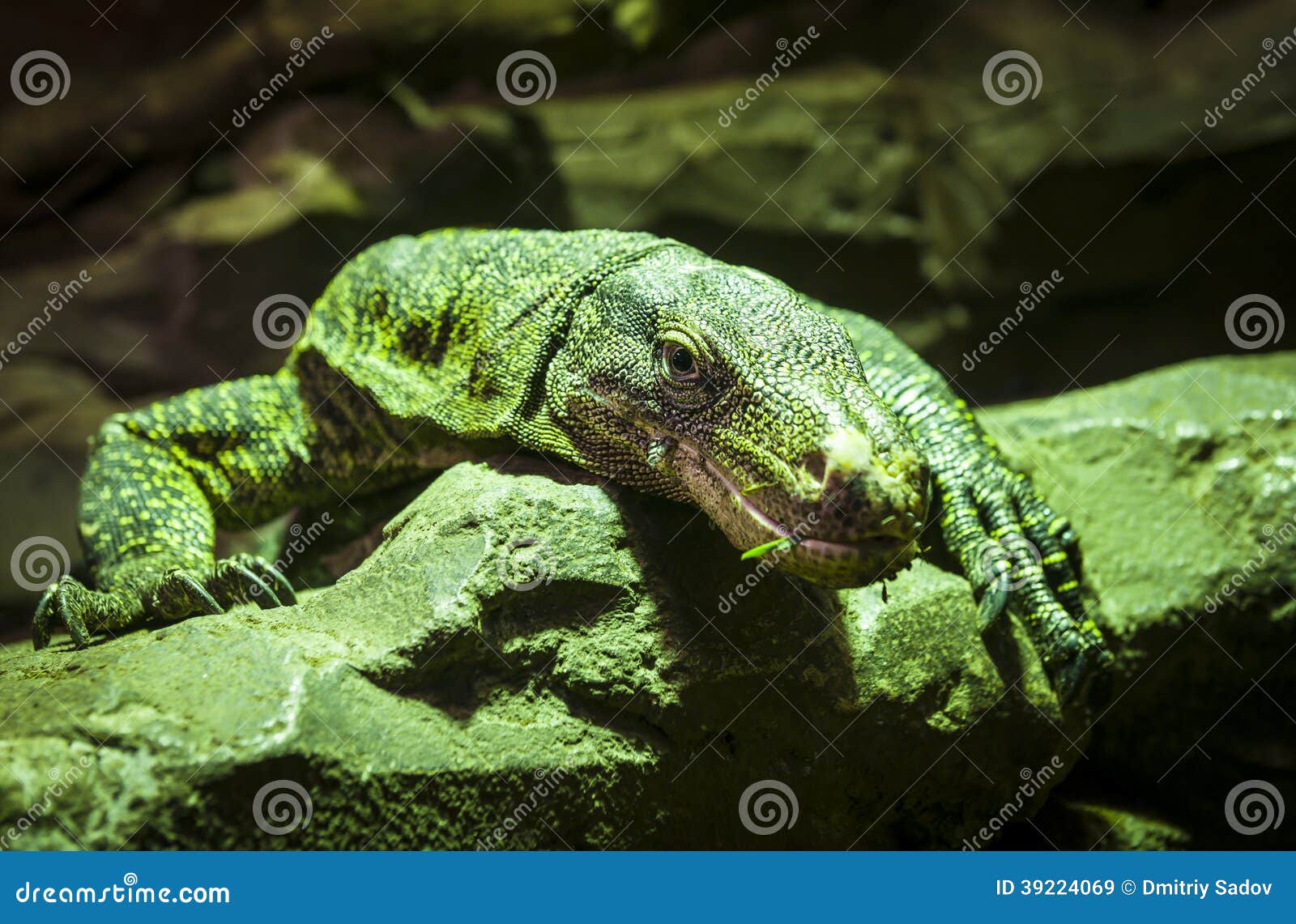 The big green lizard stock image. Image of iguanana, rock - 39224069