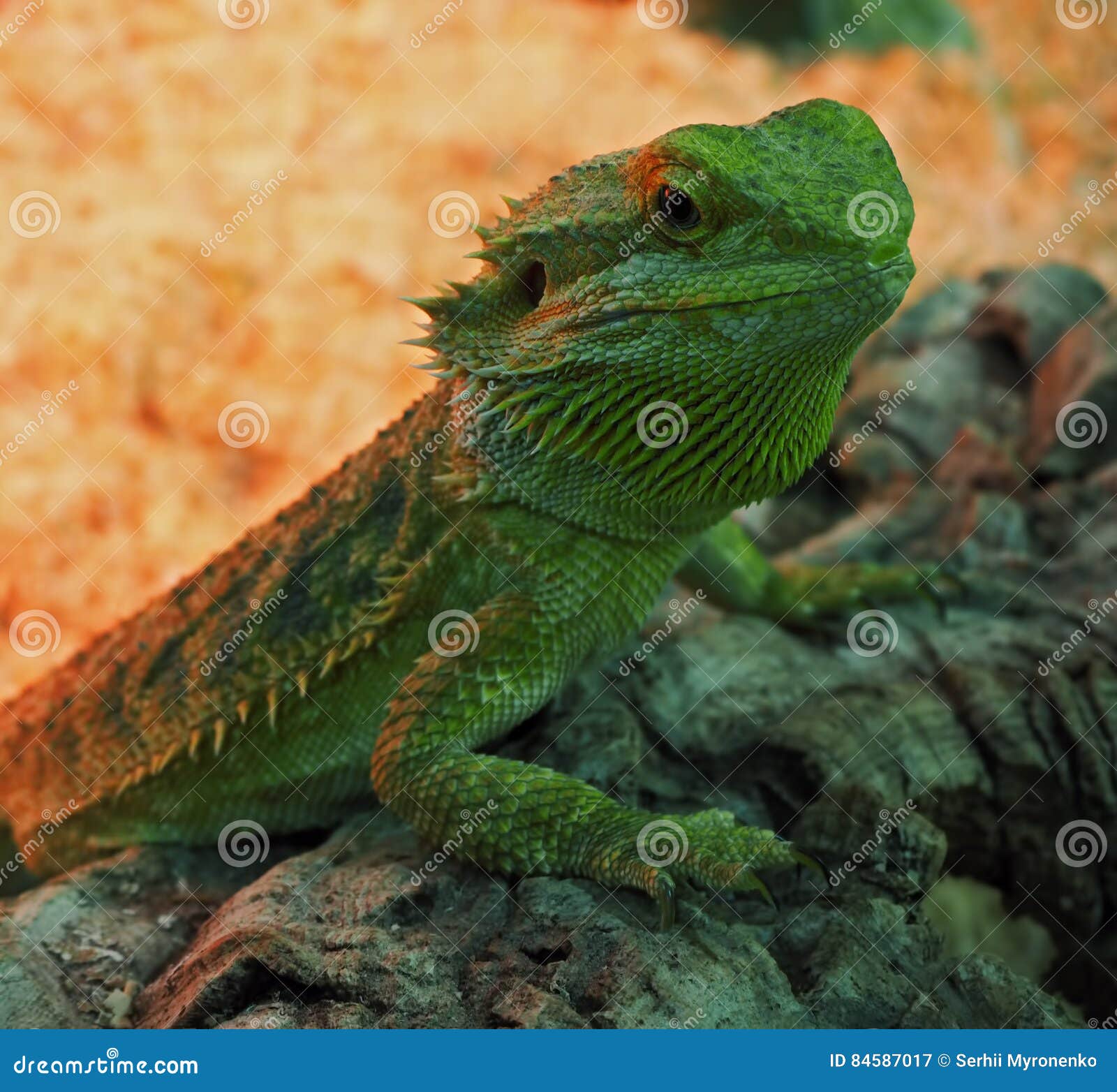 Big green lizard at rock stock image. Image of nature - 84587017