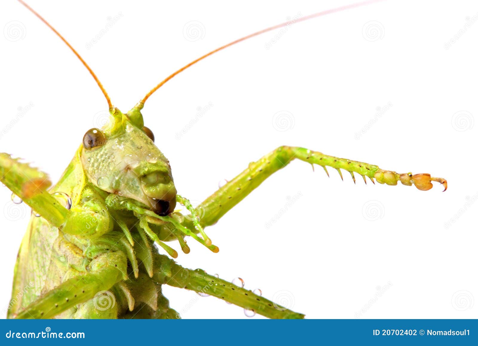 Big green locust stock photo. Image of plants, outdoors - 20702402