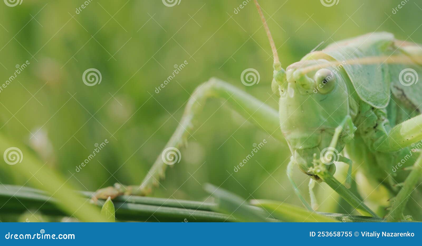 Big Green Locust Eating Grass, Macro Shot Stock Image - Image of ...
