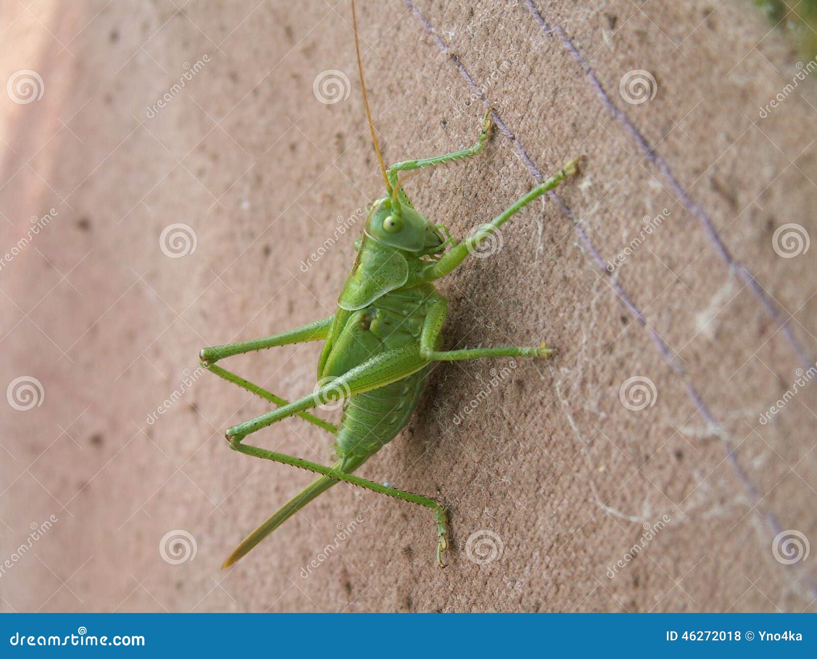 Big green locust stock photo. Image of insect, nature - 46272018